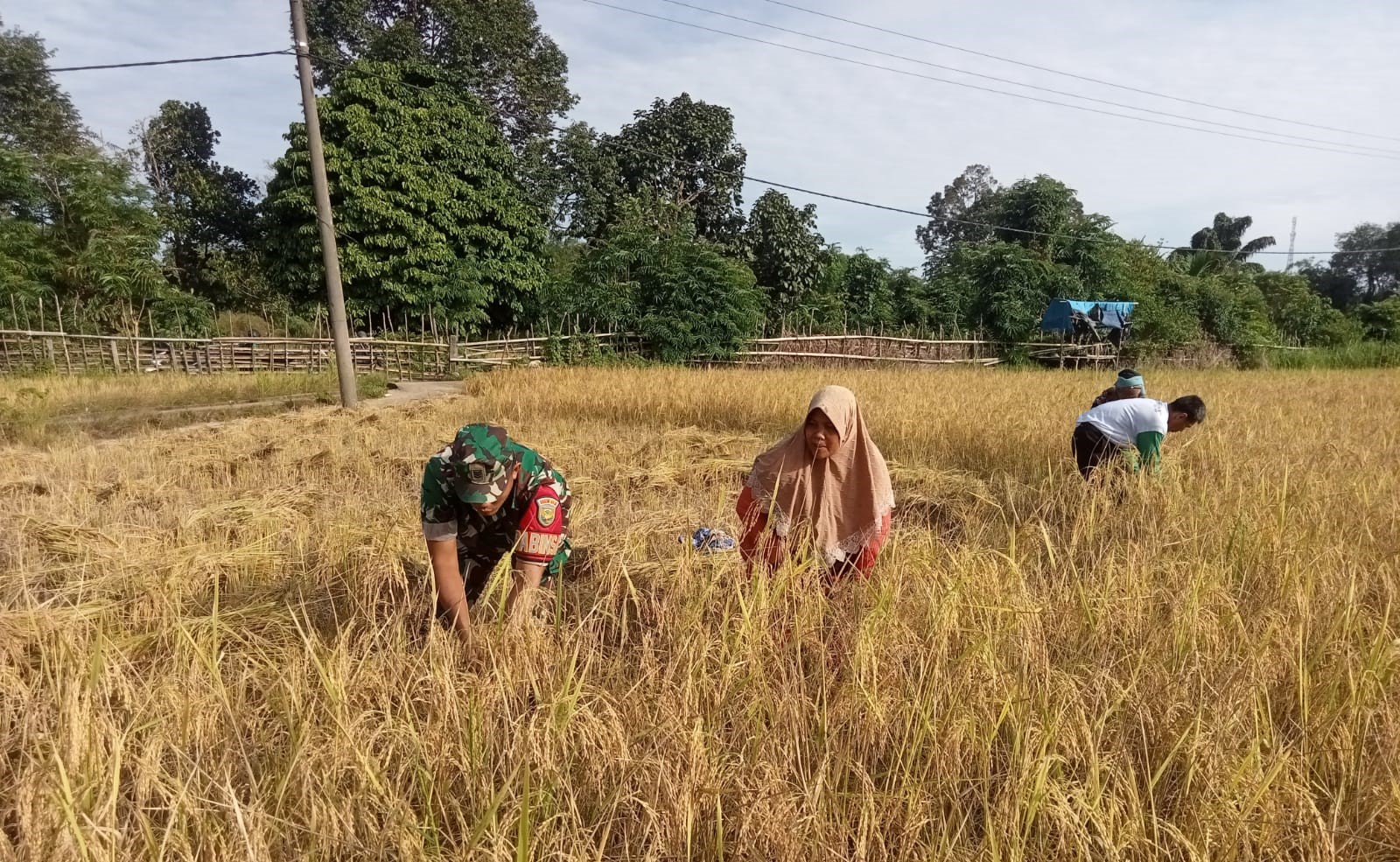 TNI Bantu Petani Panen Padi Sawah - JambiOtoritas